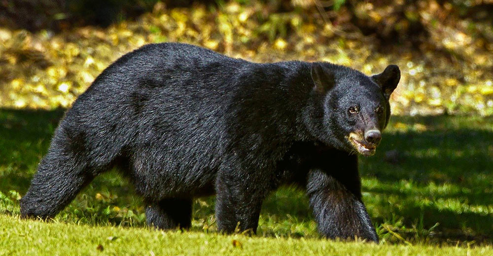 Missouri Now Has Set Dates For Black Bear Hunting Season - AltonMo.com