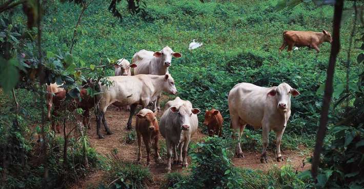 Slaughter Cows And Bulls Were 2.00 Higher With Demand Being Good On A ...
