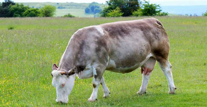 Slaughter Cows And Bulls Sold Steady To 2.00 Higher - AltonMo.com