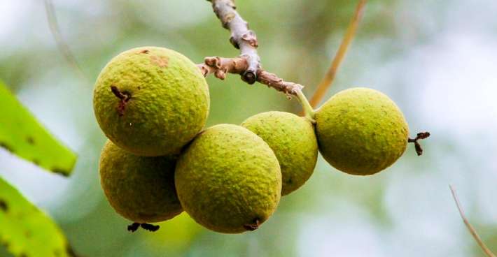 Black Walnuts- Why Do We Have A Festival? What Do You Know? - AltonMo.com